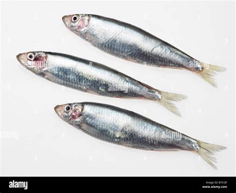 Tentacle Fish Cut Out Stock Images And Pictures Alamy