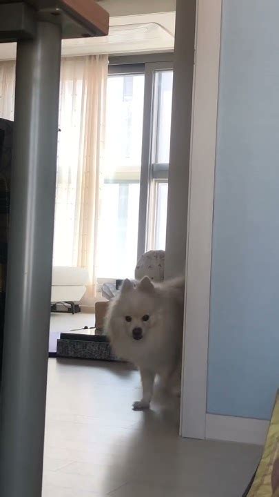 옷입으러 누나 방 들어오는 강아지 Youtube