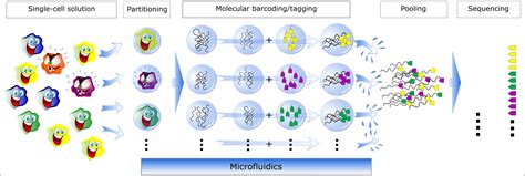 Microfluidics For Quantitative And Genomics Biology Department Of Biomedical Engineering