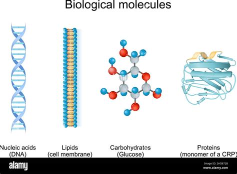 Biological Macromolecules
