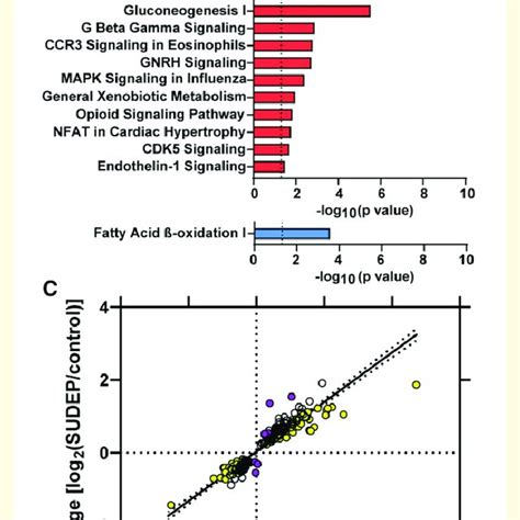 Top 20 Differentially Expressed Proteins In Dorsal Raphe Of Pwe Versus Download Scientific