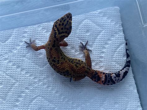 Dark Knight Joker Project Leopard Gecko By Sasobek Reptiles Morphmarket