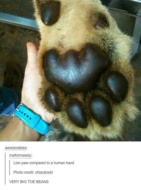 Toe Beans Meme By Demonpanda Memedroid