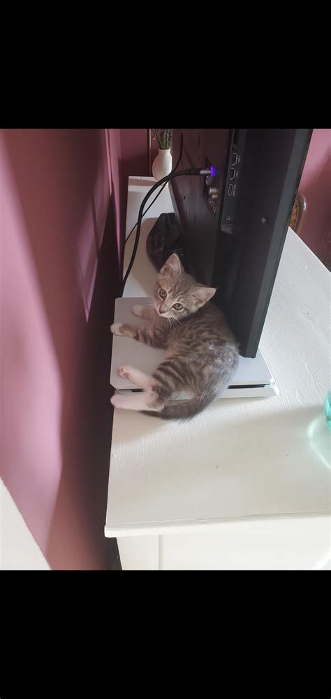 Shes A Gamer Kitty Rwholesome