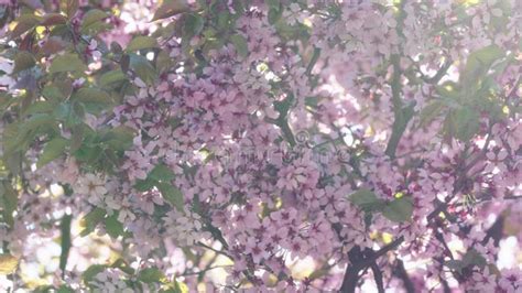 Slow Motion Pan Of Cherry Sakura In Bloom Stock Video Video Of Soft