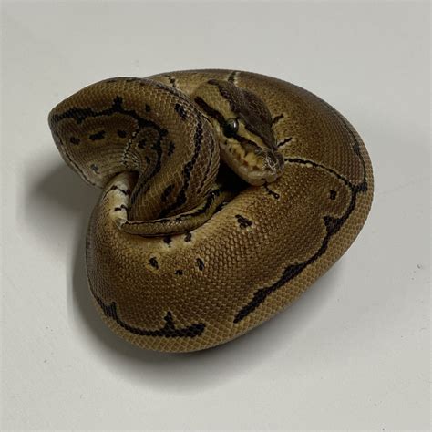 Pinstripe Royal Python Male Planted Terraria Exotics