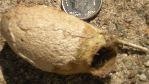 Moth Cocoons Identification