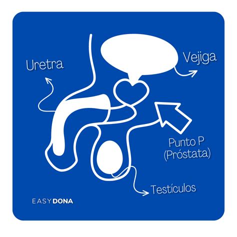 Descubre El Punto P La Zona M S Er Gena Del Hombre