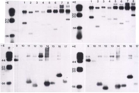 Plasmid DNA 2 5 Â from all colonies containing putative Download Scientific Diagram