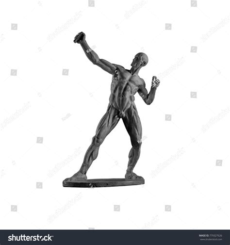 Plaster Statue Naked Anatomical Human Figure Stock Photo Shutterstock