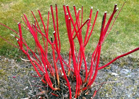 Plants For Waterlogged Soil Trees Shrubs And Perennials That Have A Good Chance Of Surviving