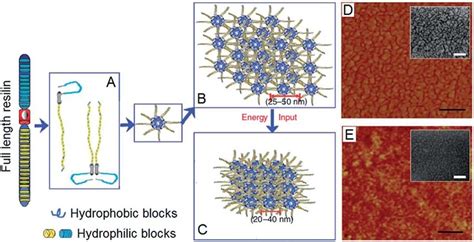 Proposed Model Of Resilin Elasticity By Qin Et Al 16 In The Process Of