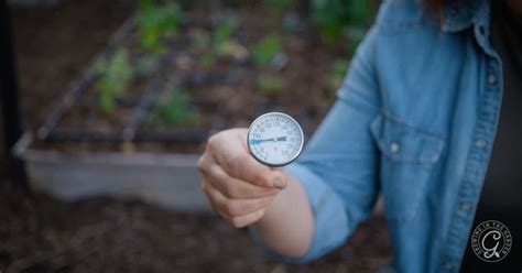 How To Measure Soil Temperature Before Planting Growing In The Garden