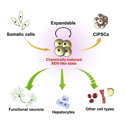 Direct Reprogramming Of Fibroblasts Via A Chemically Induced Xen Like State Cell Stem Cell