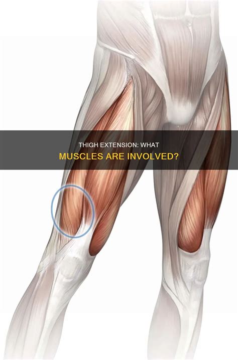 Thigh Extension What Muscles Are Involved Cyvigor