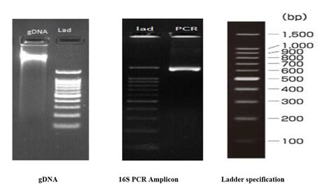 16s Rdna Sequence Of Rd20 Download Scientific Diagram