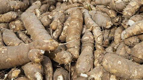 Homegrown Cassava A Solution To Rising Garri Prices Other Cassava