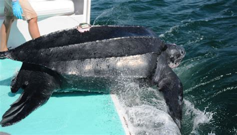 Giant Leatherback Sea Turtle
