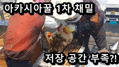 윙윙 양봉 2023년 5월 13일아카시아꿀 1차 채밀😍 Youtube