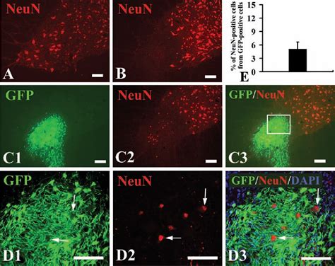 Figure 2 From Neural Progenitor Cells Generate Motoneuron Like Cells To Form Functional