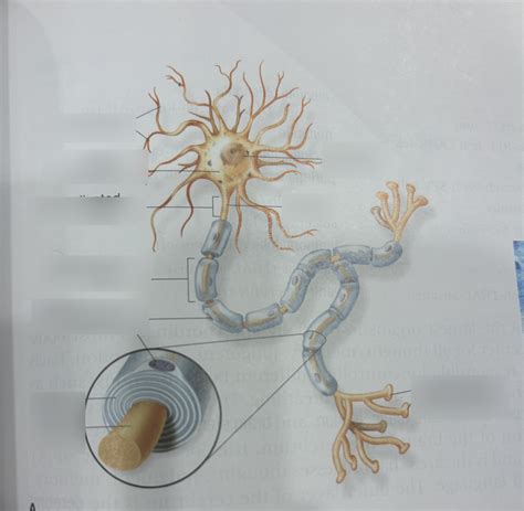 Diagram Neuron Diagram Quizlet