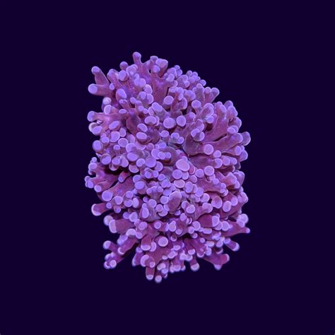 Red Frogspawn 2 Head Thecoralcentre