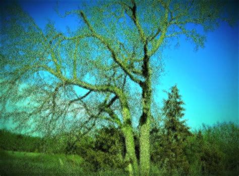 Magic Tree Pyrography By Cody Messick Fine Art America