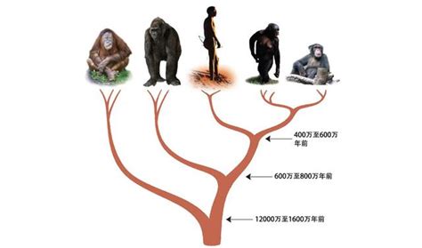 人類和黑猩猩有什麼相似之處？ 每日頭條