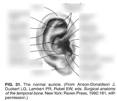 Pinna Diagram Quizlet