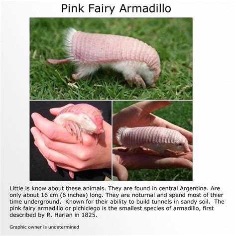Pink Fairy Armadillos