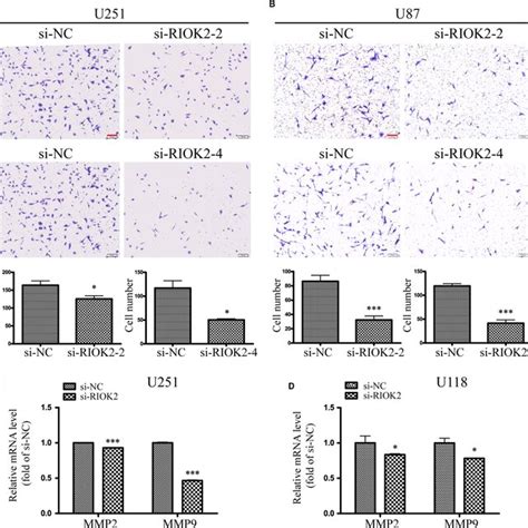 Down‐regulation Of Riok2 Inhibits Glioma Cell Invasion A‐b Transwell