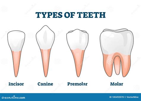 Types Of Teeth Vector Illustration Teeth Diagram Human Teeth Teeth Eroppa