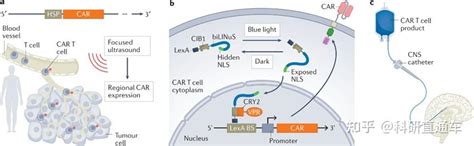 Nature系列综述：如何巧妙应对car T治疗实体瘤的脱靶毒性？ 知乎
