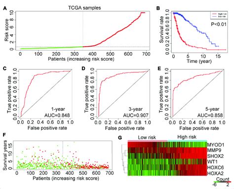 Examination Of The Risk Model In The Tcga Training Cohort A Glioma Download Scientific