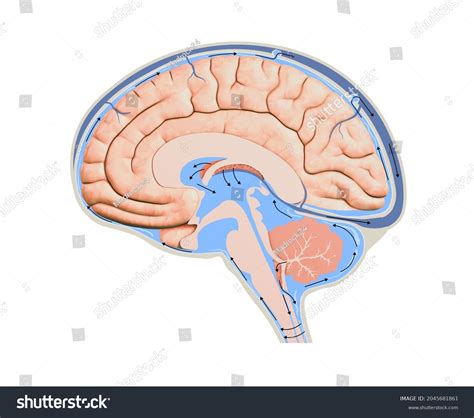 Cerebrospinal Fluid Flow Anatomy And Functions Kenhub 59 Off