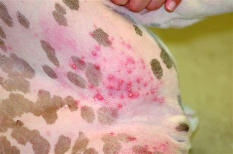 Treating Canine Superficial Pyoderma In The Era Of Antimicrobial