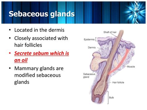 Ppt Skin The Integumentary System Powerpoint Presentation Free