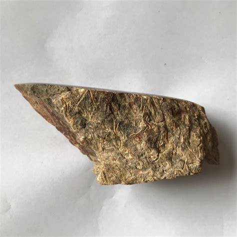 Fossil Tree Fern Rare And Beautiful