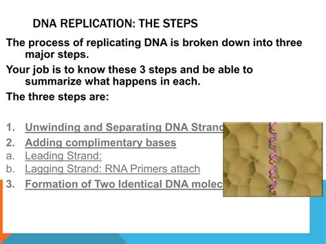 Dna Replication Ppt