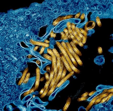 New U S Rules For Dangerous Pathogen Research Explained