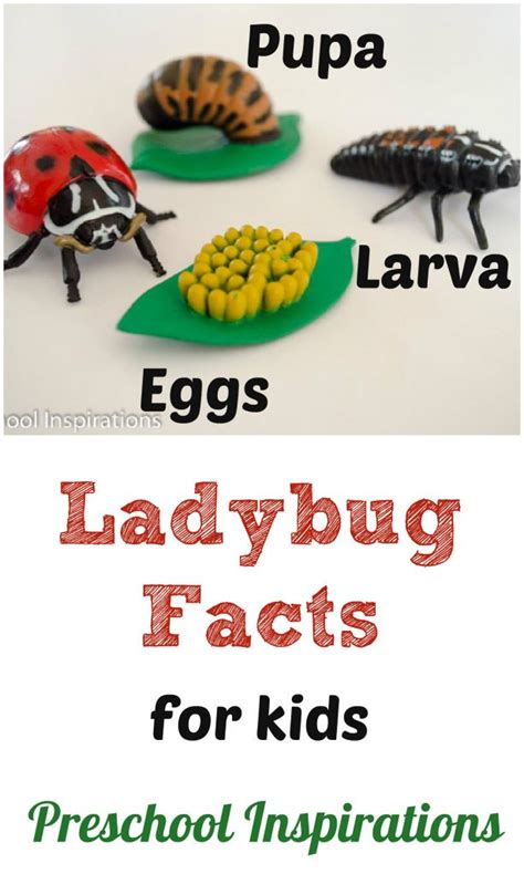 Ladybug Diet Facts Decoposts
