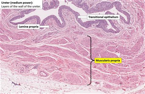 Ureter Normal Histology Nus Pathweb Nus Pathweb