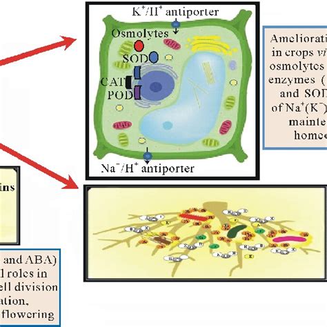 Salt Tolerant Plant Growth Promoting Rhizobacteria St Pgpr Mediated Download Scientific