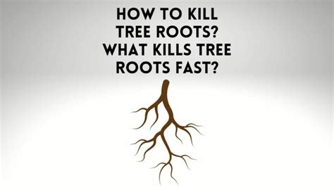 How To Kill Tree Roots What Kills Tree Roots Fast Everything Arboriculture
