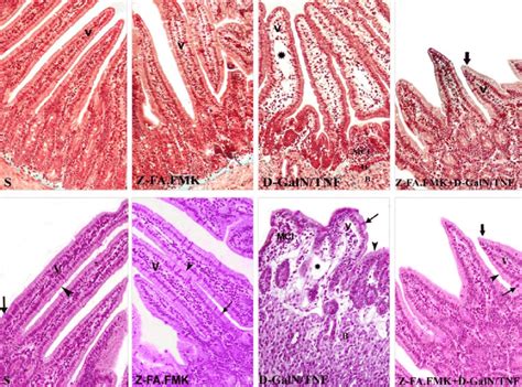 Histological Appearance Of Duodenum From Each Group Normal Histological