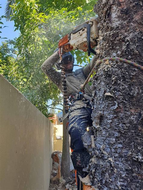 Tree Lopping Stump Grinding Tree Removal Asset Tree Care