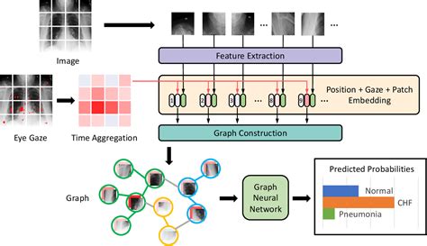 Gazegnn A Gaze Guided Graph Neural Network For Disease Classification