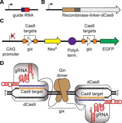 Overview Of Experimental Setup Cells Are Transfected With A Guide