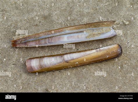 Atlantic Jackknife Clam Ensis Directus Ensis Americanus Shells On
