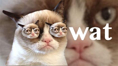 Grumpy Cat Wallpapers Wallpaper Cave